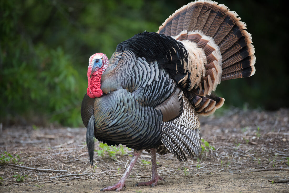 Fall Turkey Hunting Tips - Grit